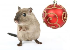 The Christmas Rat