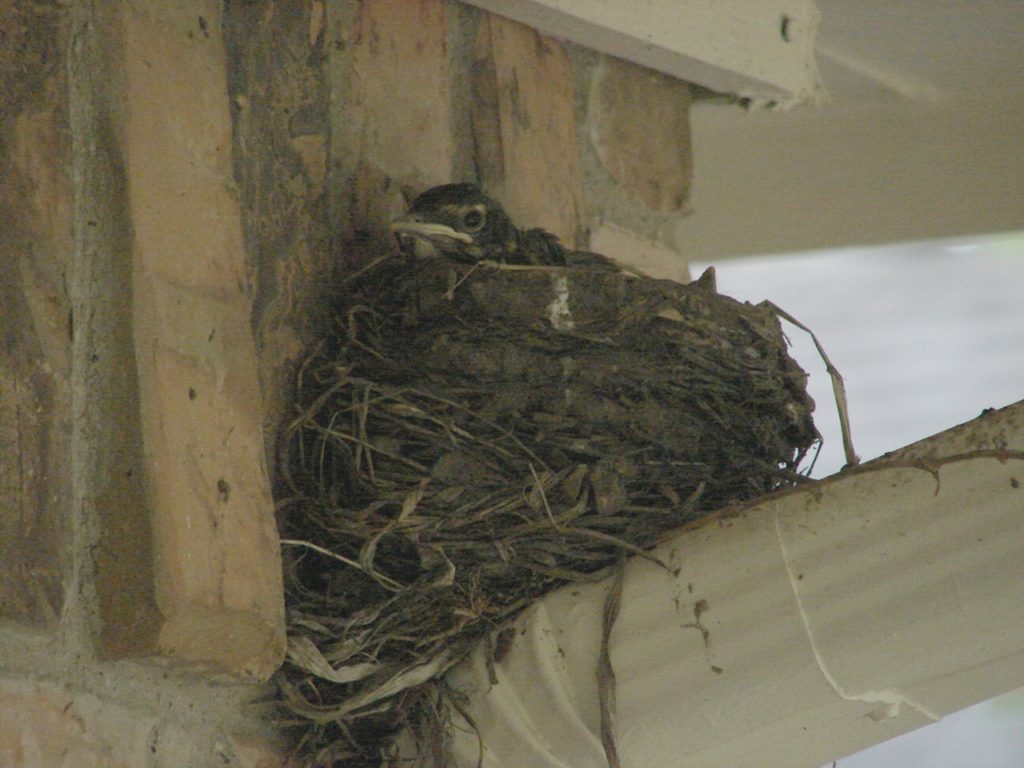 Ten Ways to Refill the Empty Nest